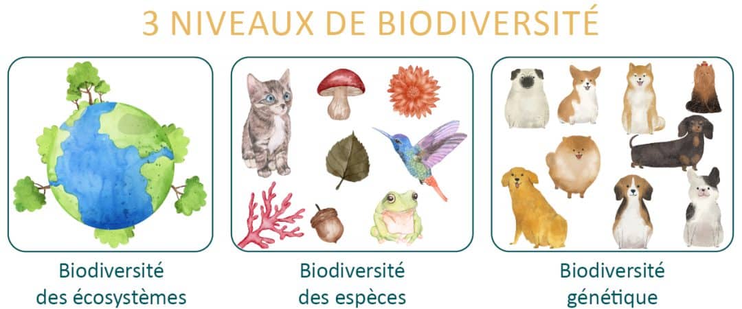 Définition biodiversité : la diversité du vivant | MINCO